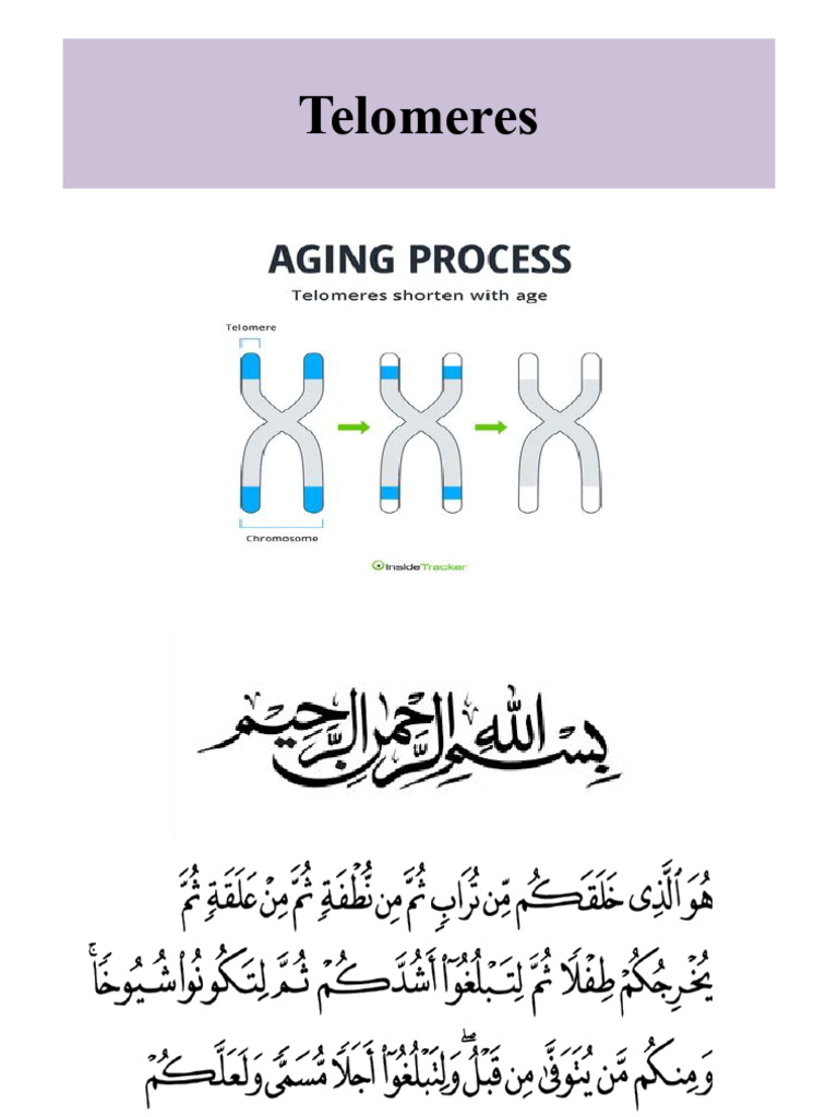 Telomers - Telomerases and Their Role in Aging | PDF | Telomere | Dna