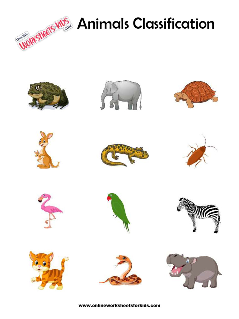 Animals Classification Worksheet For 1st Grade 8 | PDF