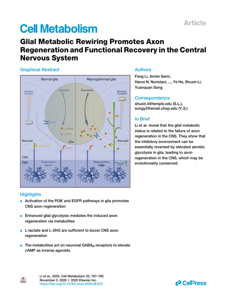 Glial Metabolic Rewiring Promotes Axon Regeneratio | PDF | Biology ...