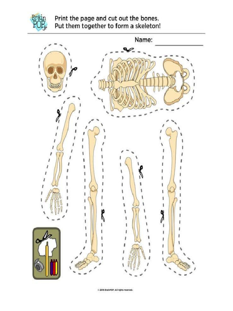 Skeleton Puzzle | PDF
