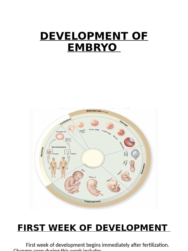 Development of Embryo | PDF | Embryo | Uterus