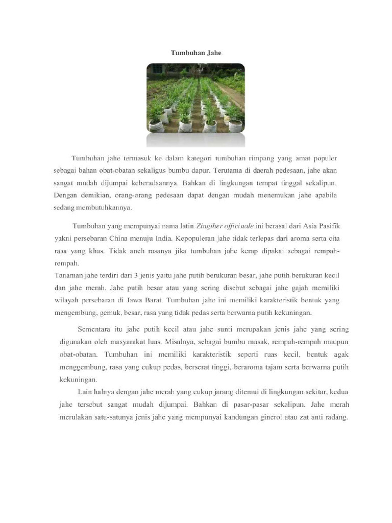 Tumbuhan Jahe | PDF