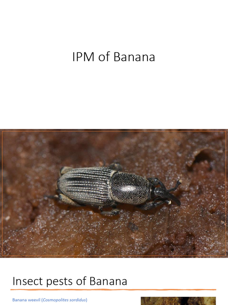 Banana Pests and Diseases | PDF | Banana | Botany