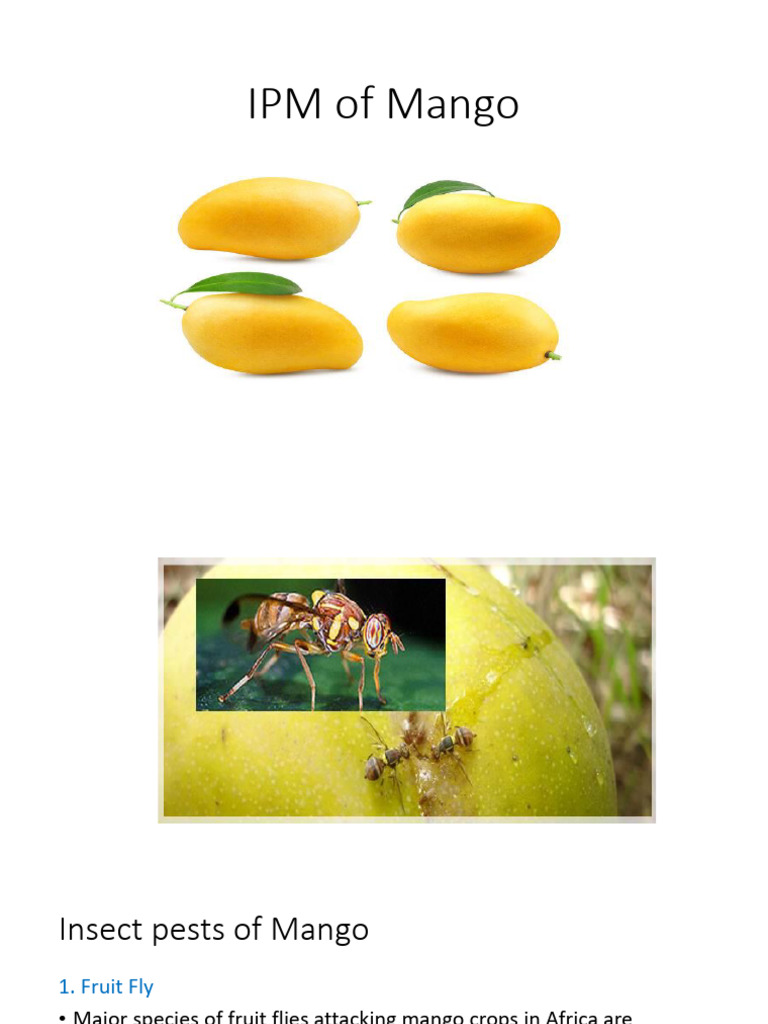 Mango Pests and Diseases Final | PDF