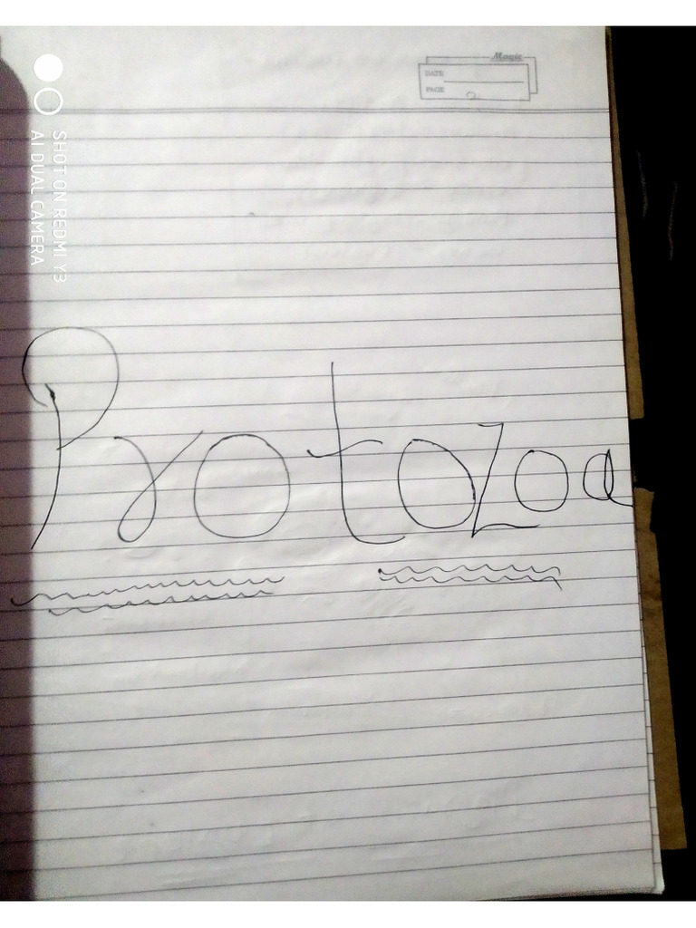 Zoology File 1sem. | PDF