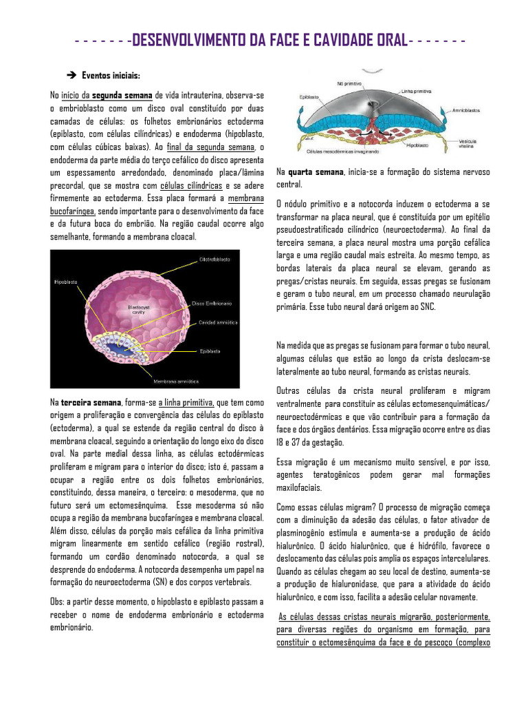 Desenvolvimento da Face e Cavidade Oral | PDF | Anatomia humana | Anatomia