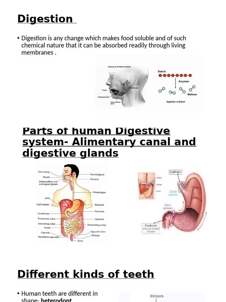 Human Digestive System | PDF | Digestion | Human Digestive System