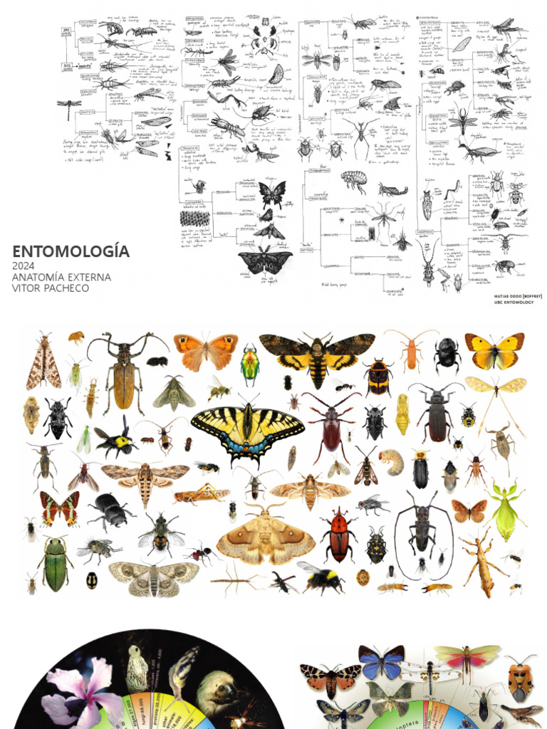 Anatomía Externa de Insectos: Cutícula y Estructura | PDF | Artrópodos ...