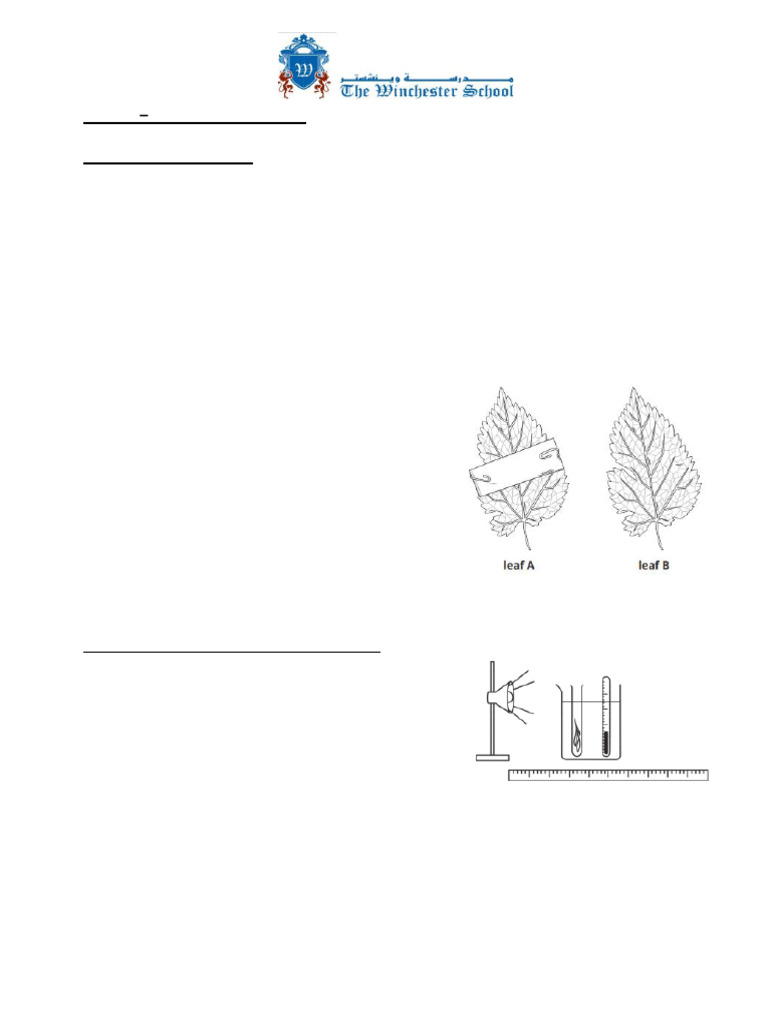 Grade 8 Photosynthesis Worksheet | PDF