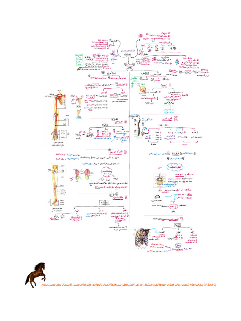 Human Skeleton Revision | PDF