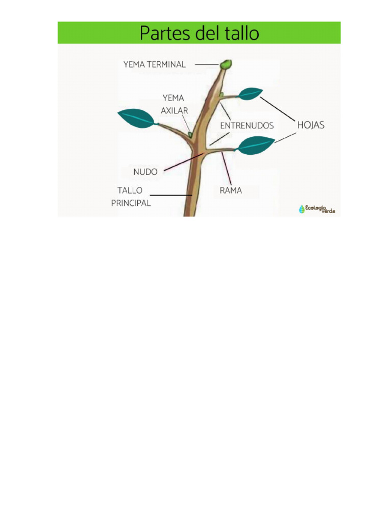 Tallo | PDF