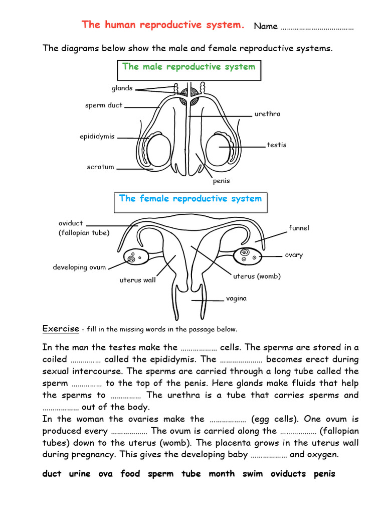 The Male Reproductive System | PDF | Reproductive System | Fertilisation