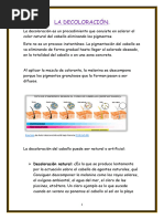 Documento 4 B Decoloración Capilar | PDF | Pelo | Color