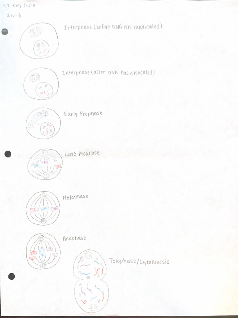 Mitosis Activity | PDF