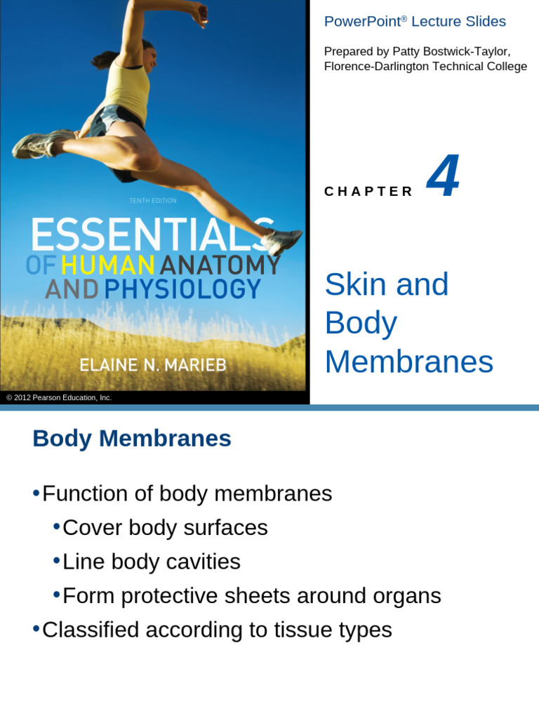CH 04 Lecture Presentation | PDF | Skin | Epithelium