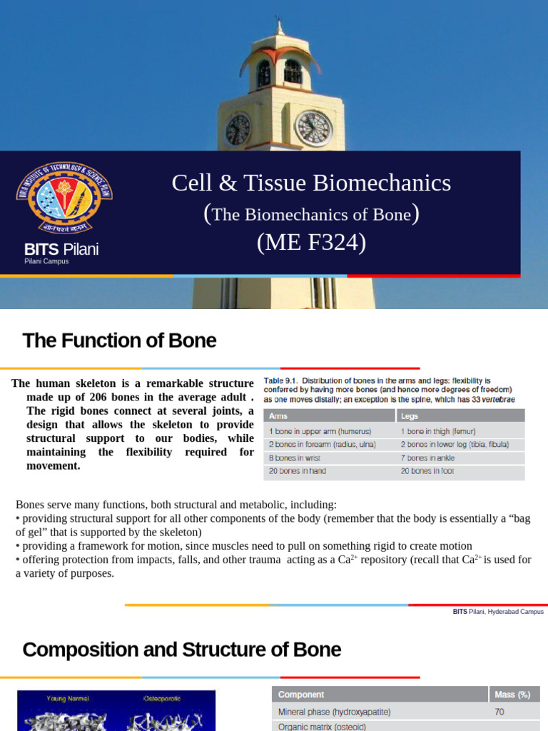 Bone Biomechanics: Structure & Properties | PDF | Bone | Anatomy