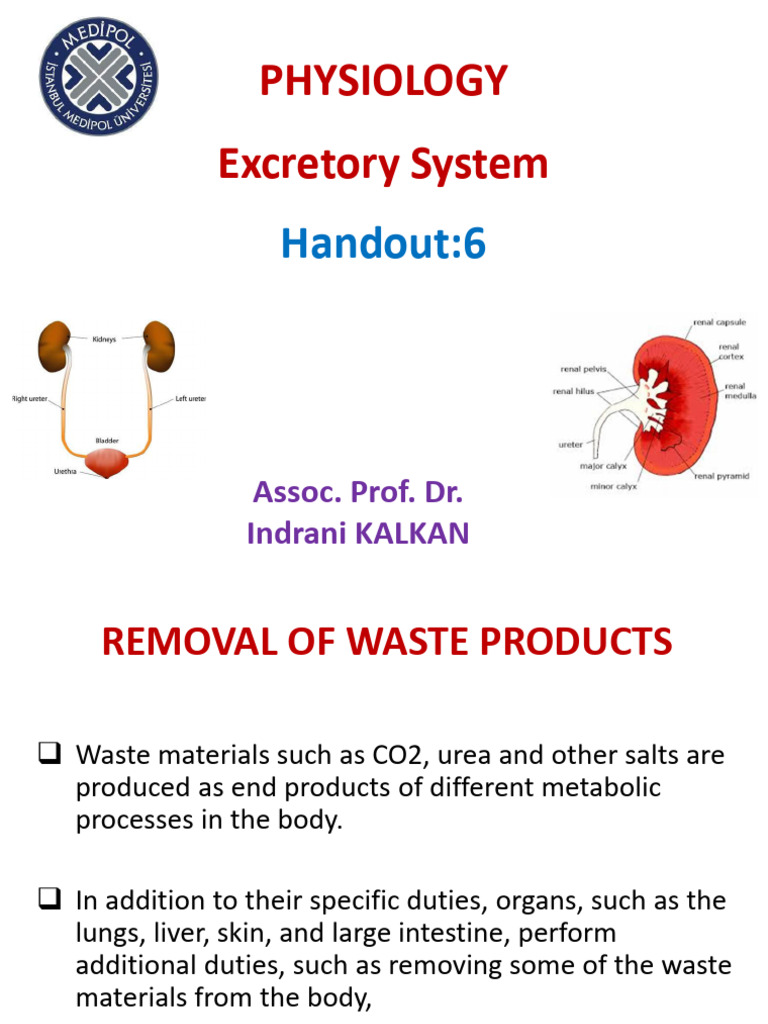 Handout 6 Excretory System 2 | PDF | Kidney | Urinary System