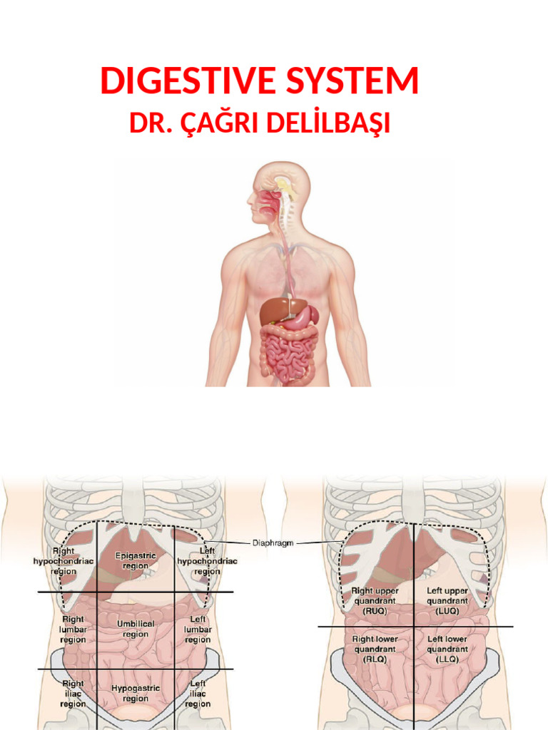 Overview of the Digestive System | PDF | Stomach | Peritoneum