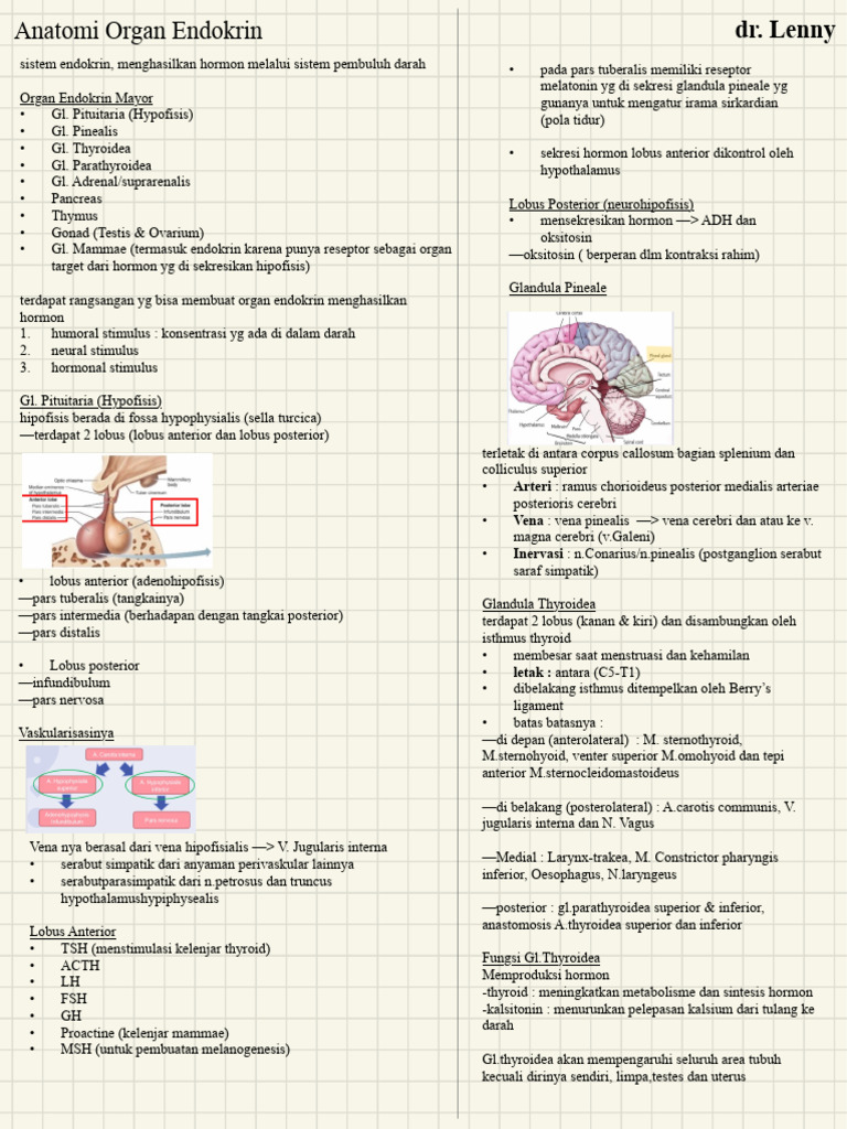 Anatomi Organ Endokrin Dr. Lenny | PDF