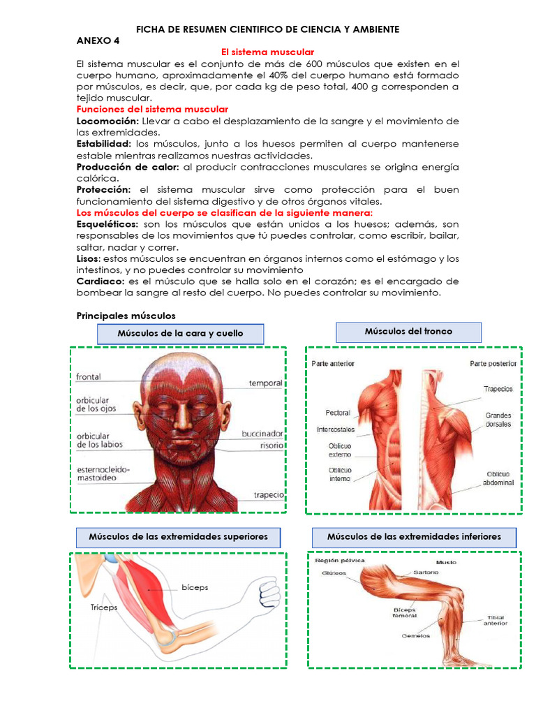 1-Fichas de Los Musculos-Ciencia y Ambiente | PDF | Músculo | Anatomía