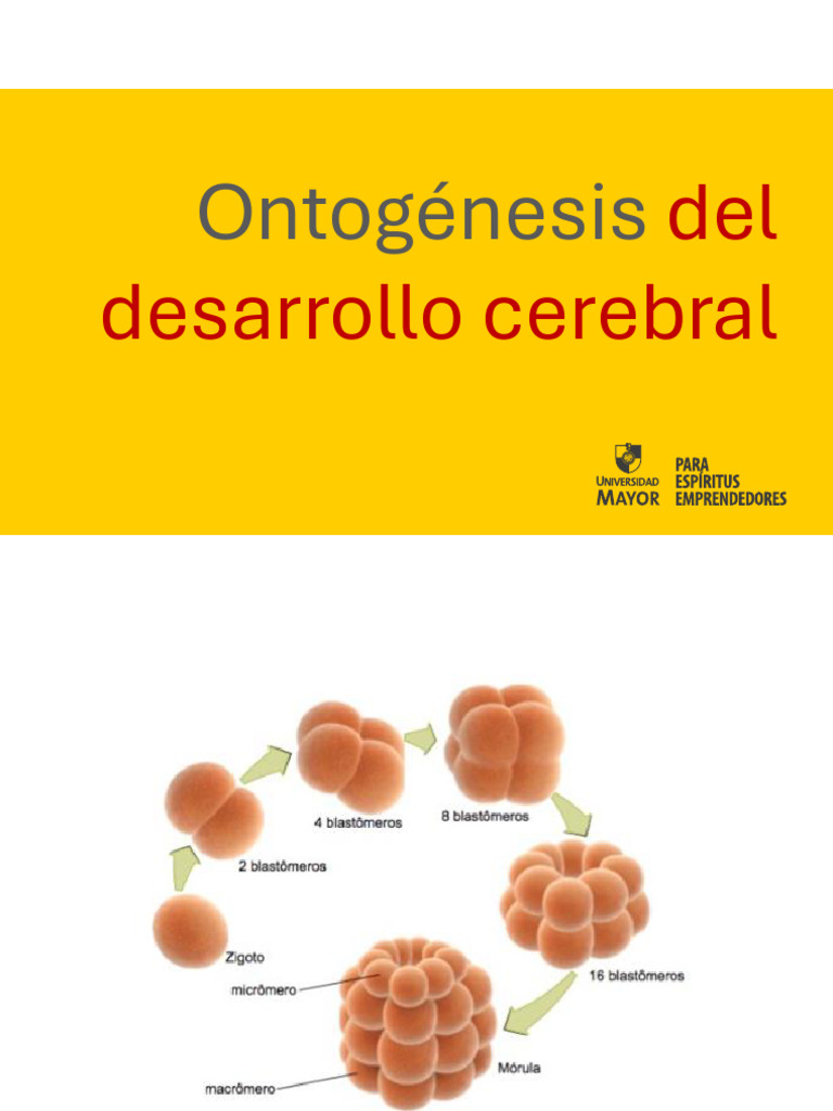 2a. Ontogénesis Del Desarrollo Cerebral | PDF