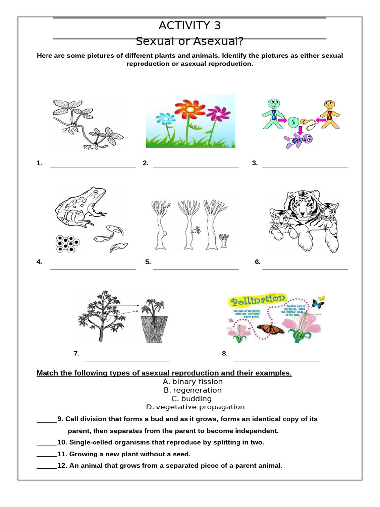 Activity 3 SEXUAL AND ASEXUAL REPRODUCTIONxxx-1 | PDF | Reproduction ...