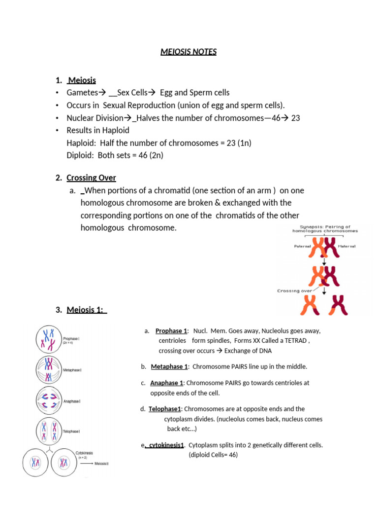 Meiosis Notes Filled in | PDF | Meiosis | Chromosome