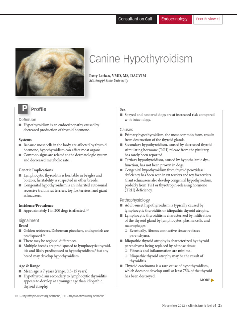 Canine Hypothyroidism Overview and Diagnosis | PDF | Hypothyroidism ...
