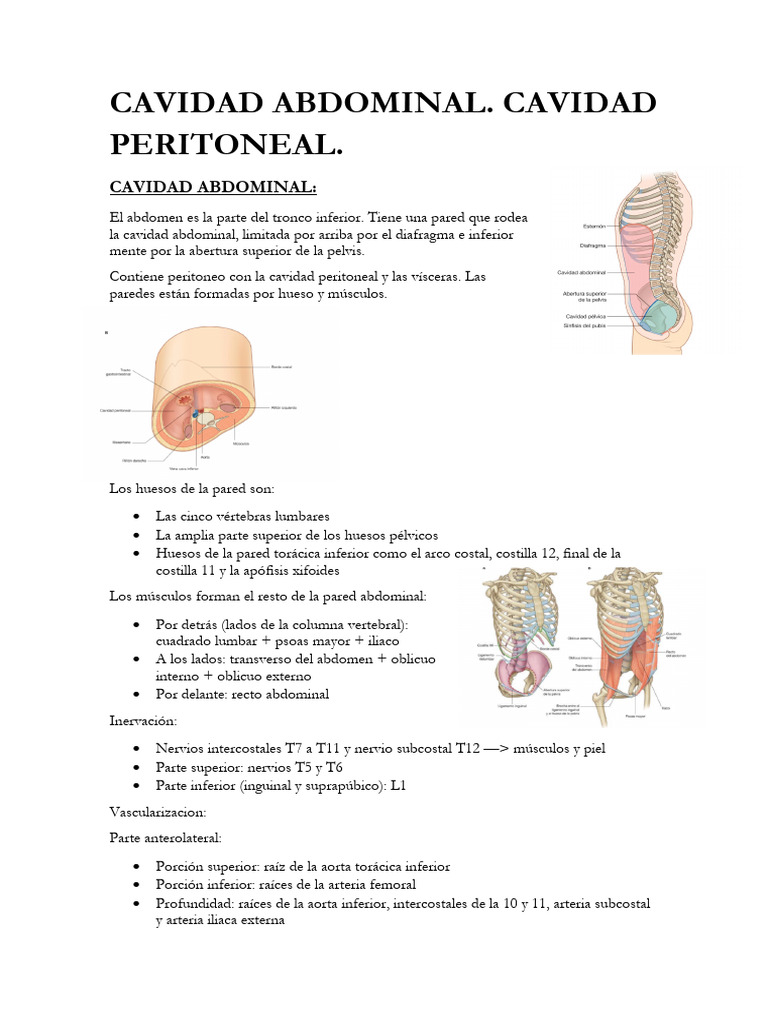 Cavidad Abdominal | PDF | Abdomen | Peritoneo