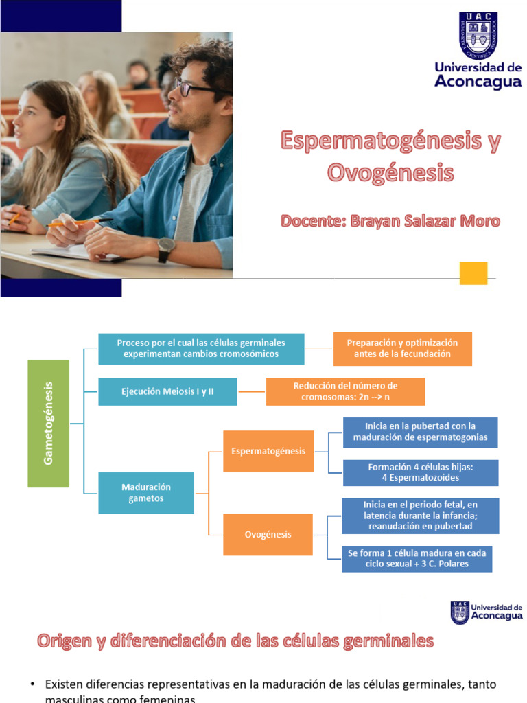 Espermatogénesis y Ovogénesis | PDF | Testículo | Mitosis