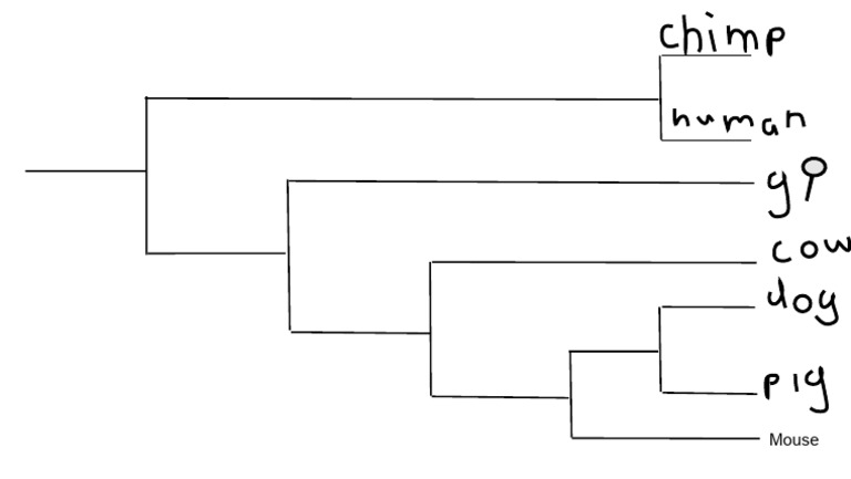 AP Biology Templates for GULO BLAST Lab | PDF