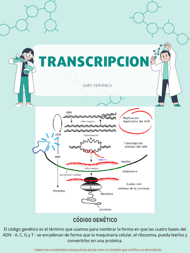 Copia de Duplicacion Transcripcion Traduccion | PDF | Rna | Adn