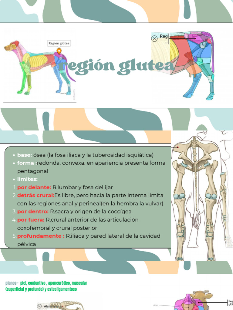Anatomía y Nervios de la Región Glútea | PDF