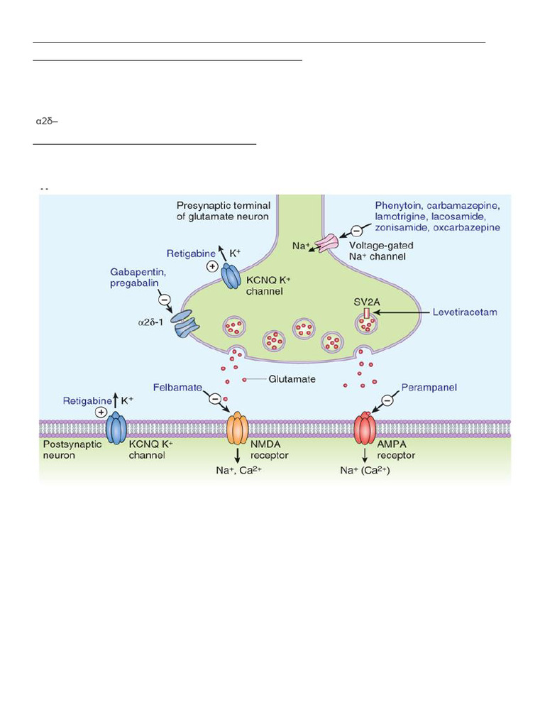 Molecular Targets For Antiseizure Medications at The Excitatory ...