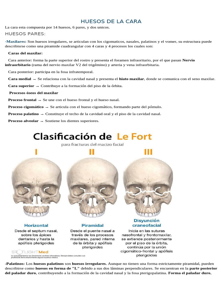 Los Huesos de La Cara Forman El Esqueleto Facial y Tienen Fu | PDF ...