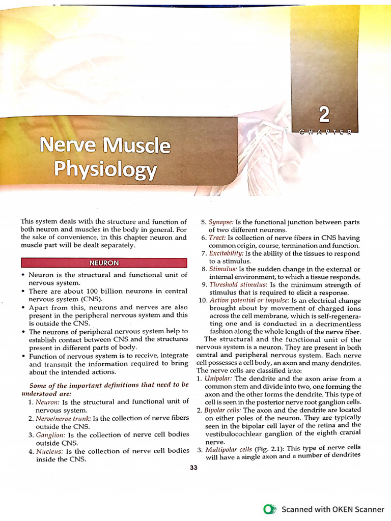 Nerve Muscle MMMP | PDF