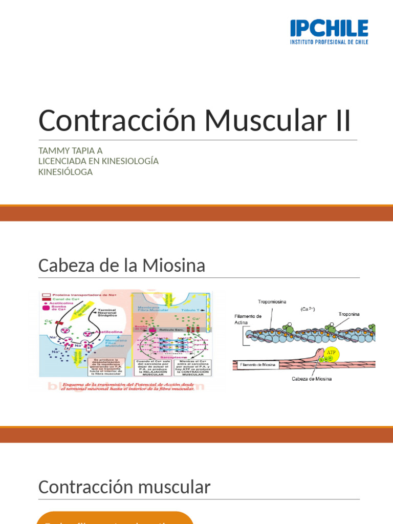 Contracción Muscular 2 | PDF | Músculo | Actina