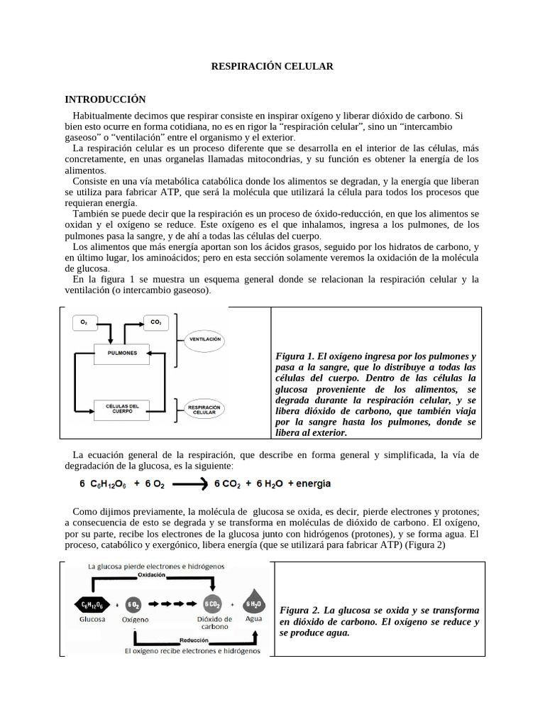 Biologia 91. Respiracion. Resumen 2024 (1) | PDF | Respiración celular ...