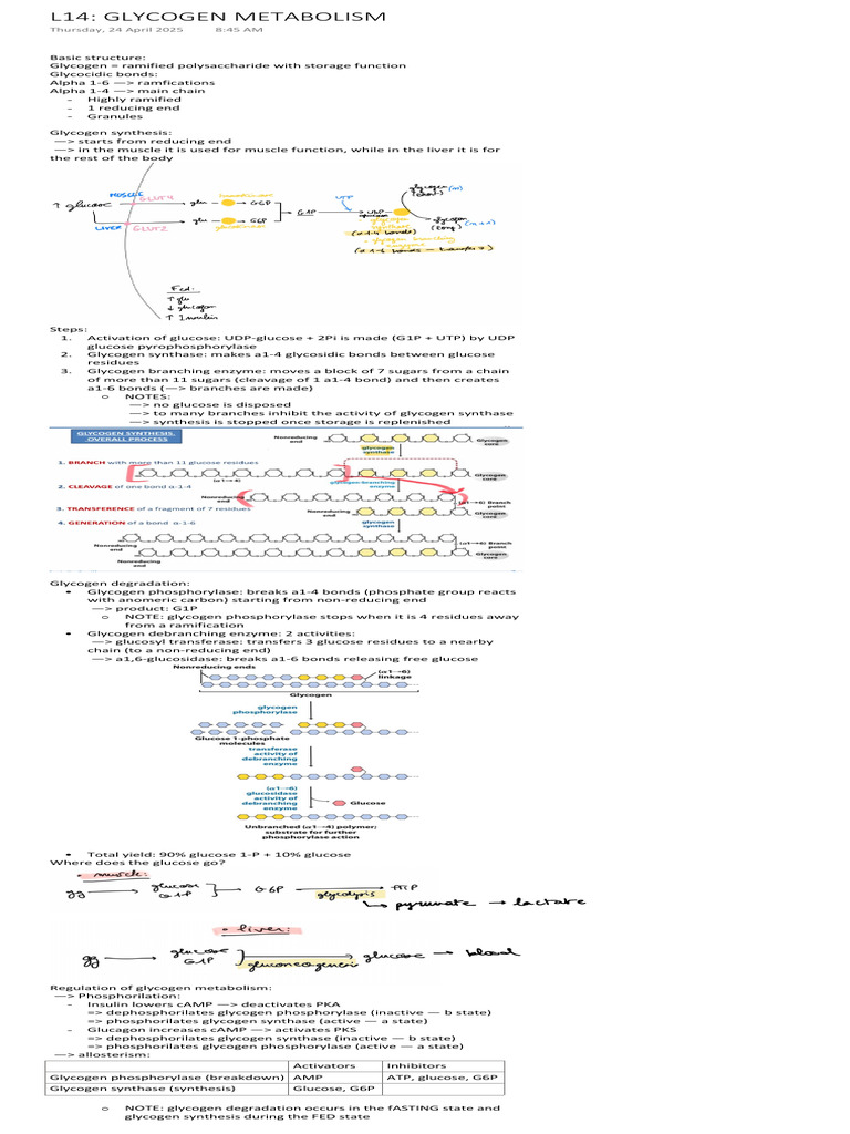 L14 GLYCOGEN METABOLISM | PDF