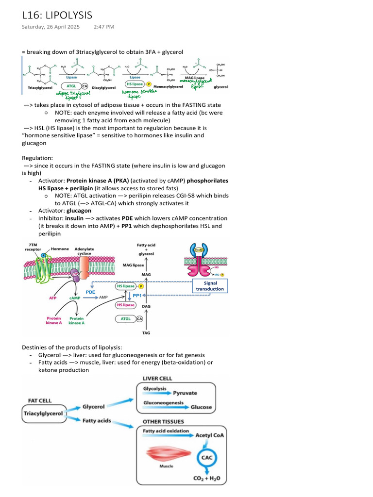 L16 Lipolysis | PDF
