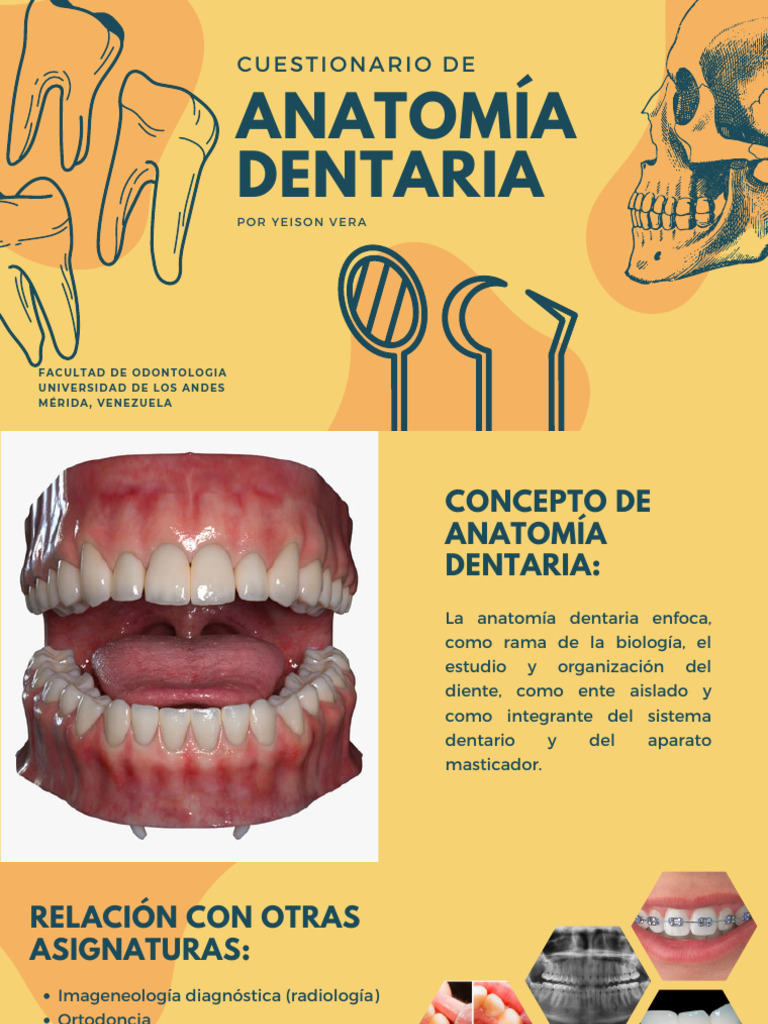 Anatomía Dentaria | PDF | Diente | Boca