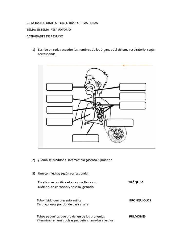 Actividades Sistema Respiratorio | PDF