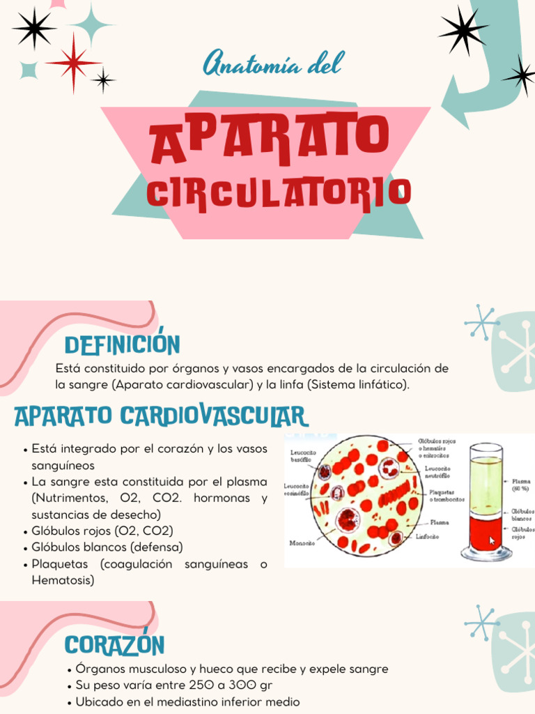 Anatomía y Función del Corazón | PDF | Corazón | Sistema circulatorio