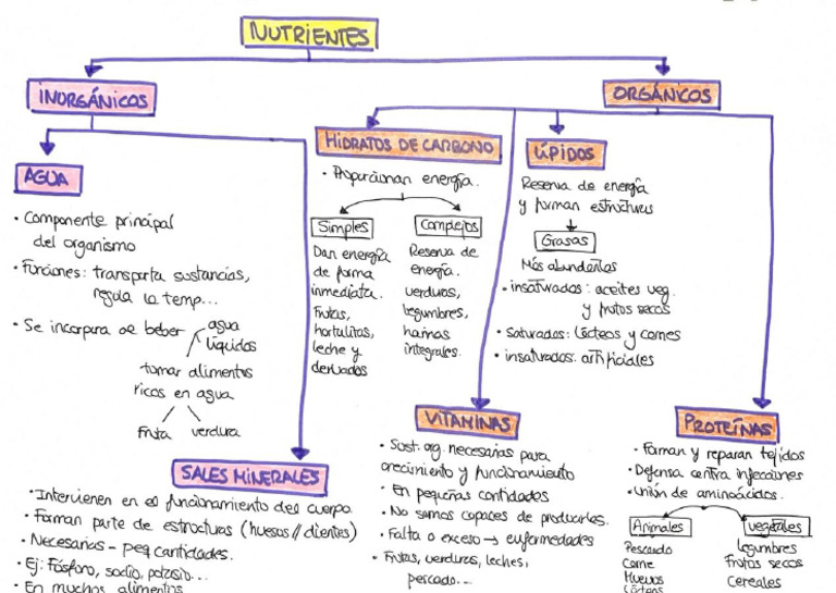 Esquema Nutrientes | PDF