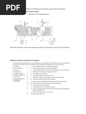 Cell Membrane Structure And Function Worksheet Pdf