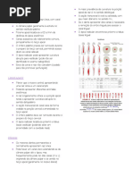 Anatomia do Dente 27: Molar Superior | PDF | Raiz | Dente