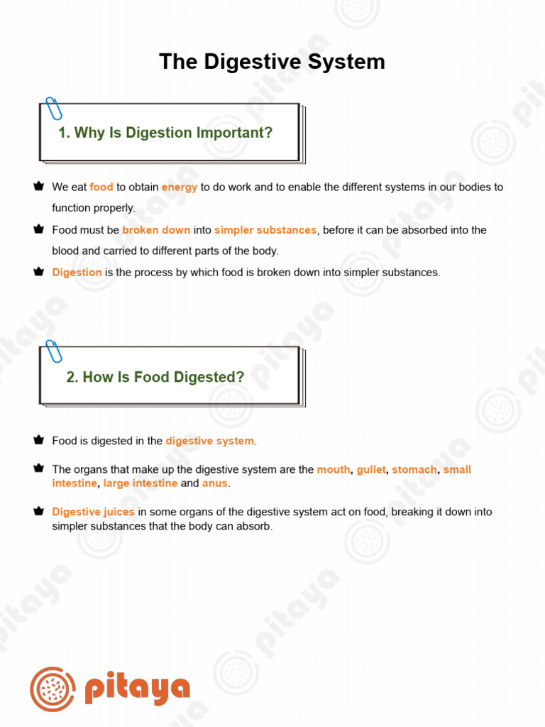 Systems (Digestive System) | PDF | Digestion | Human Digestive System