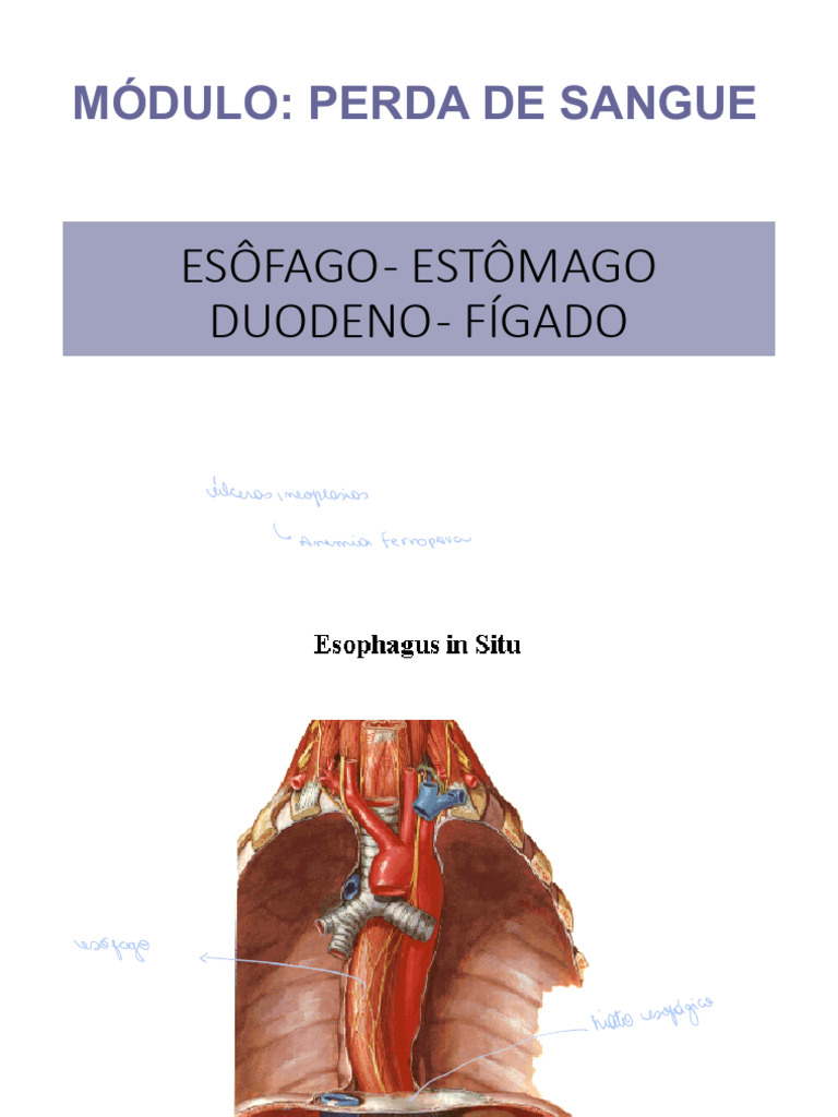 Aula 2 - Esofago - Estomago - Duodeno - Fígado | PDF