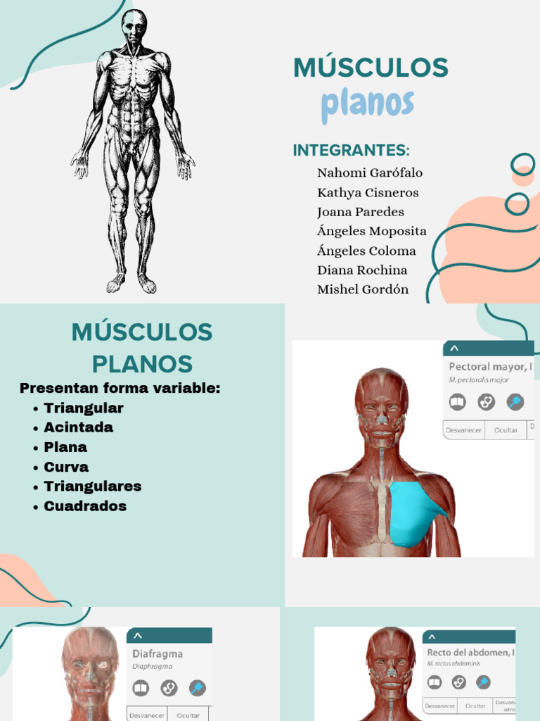 Músculos Planos | PDF