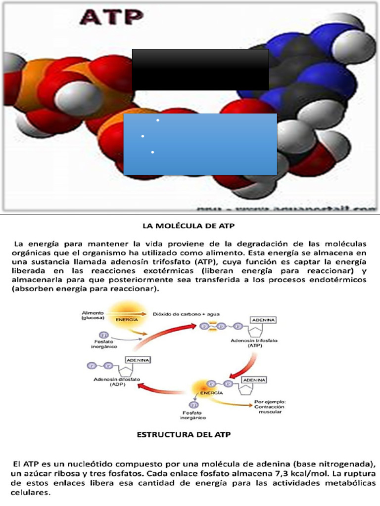 El Atp Bioquimica | PDF